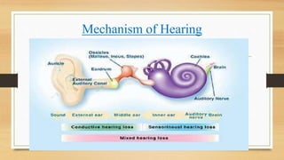 Noise Pollution | PPT