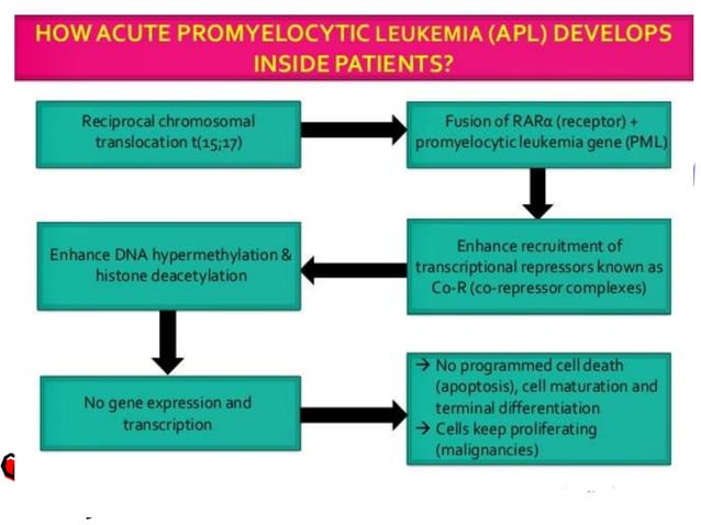 Acute Promyelocytic Leukaemia | PPTX | Blood Disorders | Diseases and ...