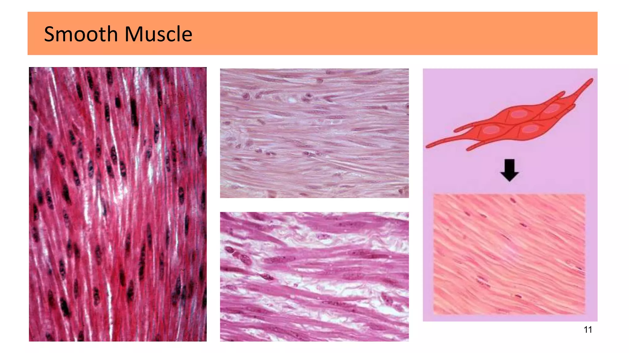 A&P Muscle Tissue PPT | PPT