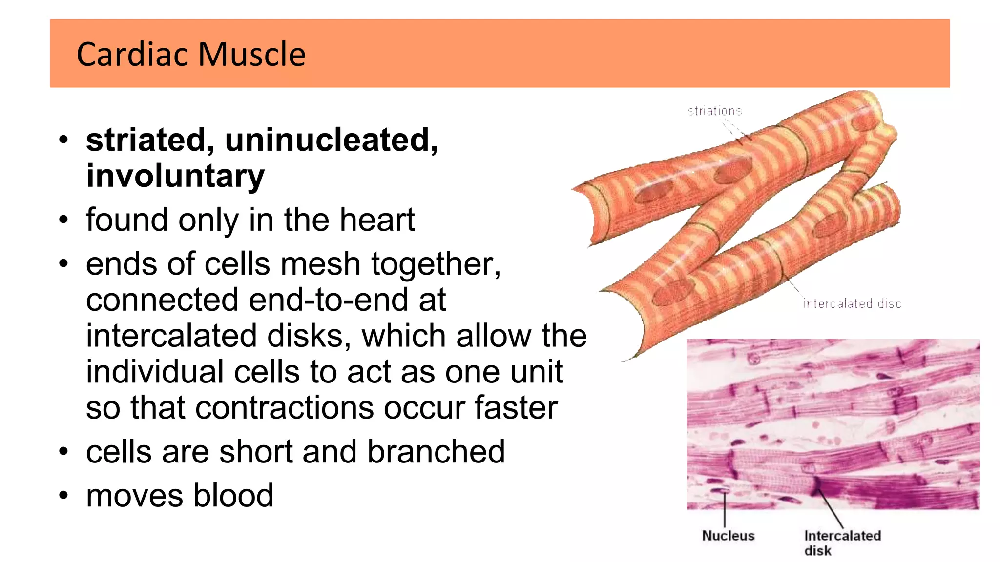 A&P Muscle Tissue PPT | PPT
