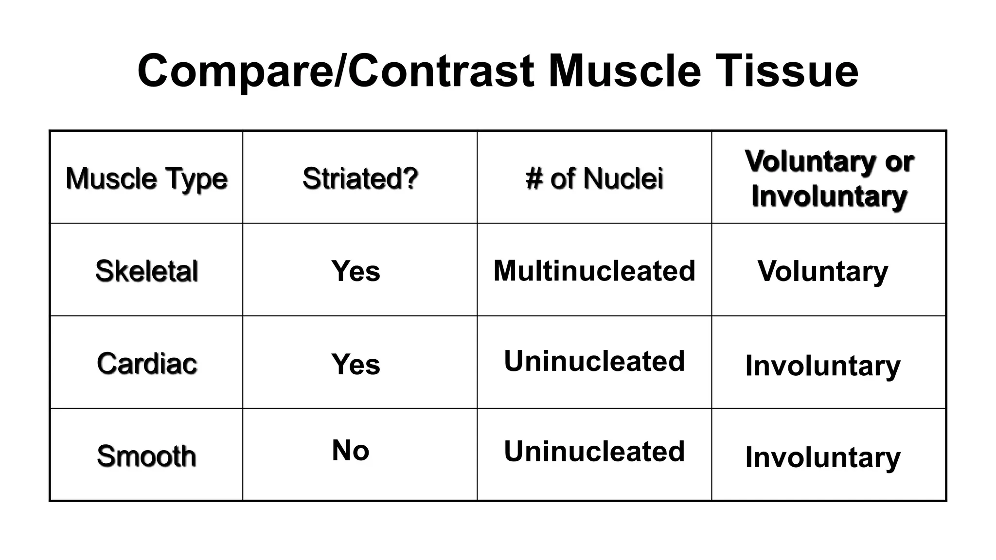 A&P Muscle Tissue PPT | PPT