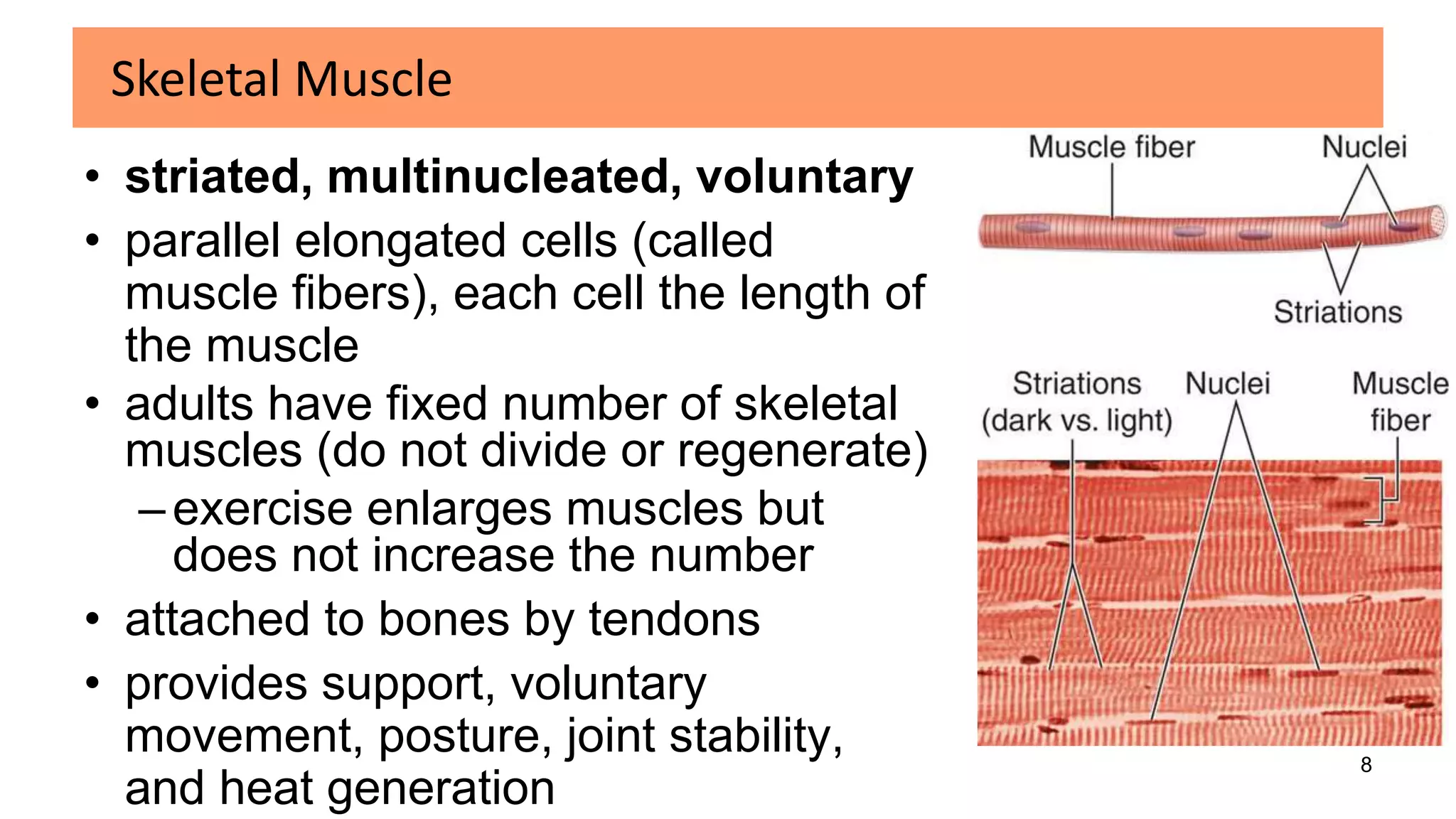 A&P Muscle Tissue PPT | PPT