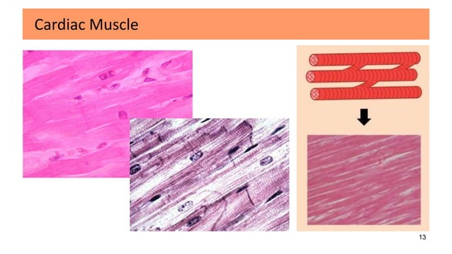 A&P Muscle Tissue PPT | PPT