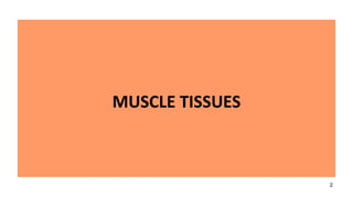 A&P Muscle Tissue PPT | PPT