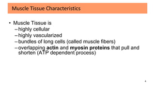 A&P Muscle Tissue PPT | PPT