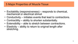 A&P Muscle Tissue PPT | PPT