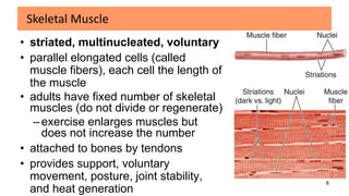 A&P Muscle Tissue PPT | PPT