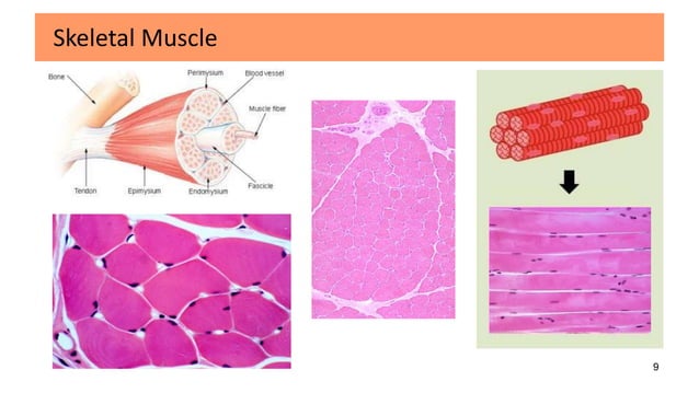 A&P Muscle Tissue PPT | PPT