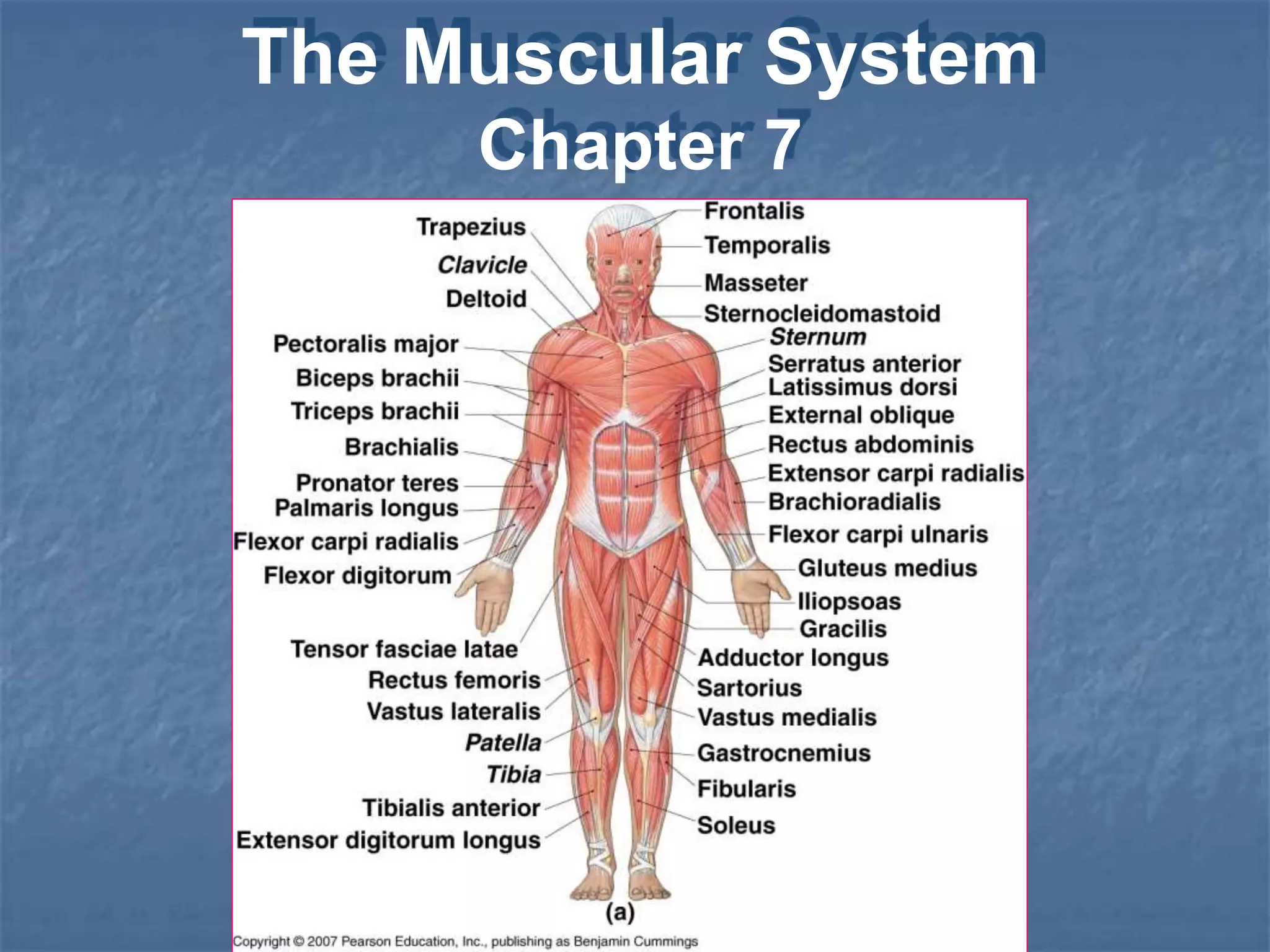 A&P Muscular Chap 7.ppt