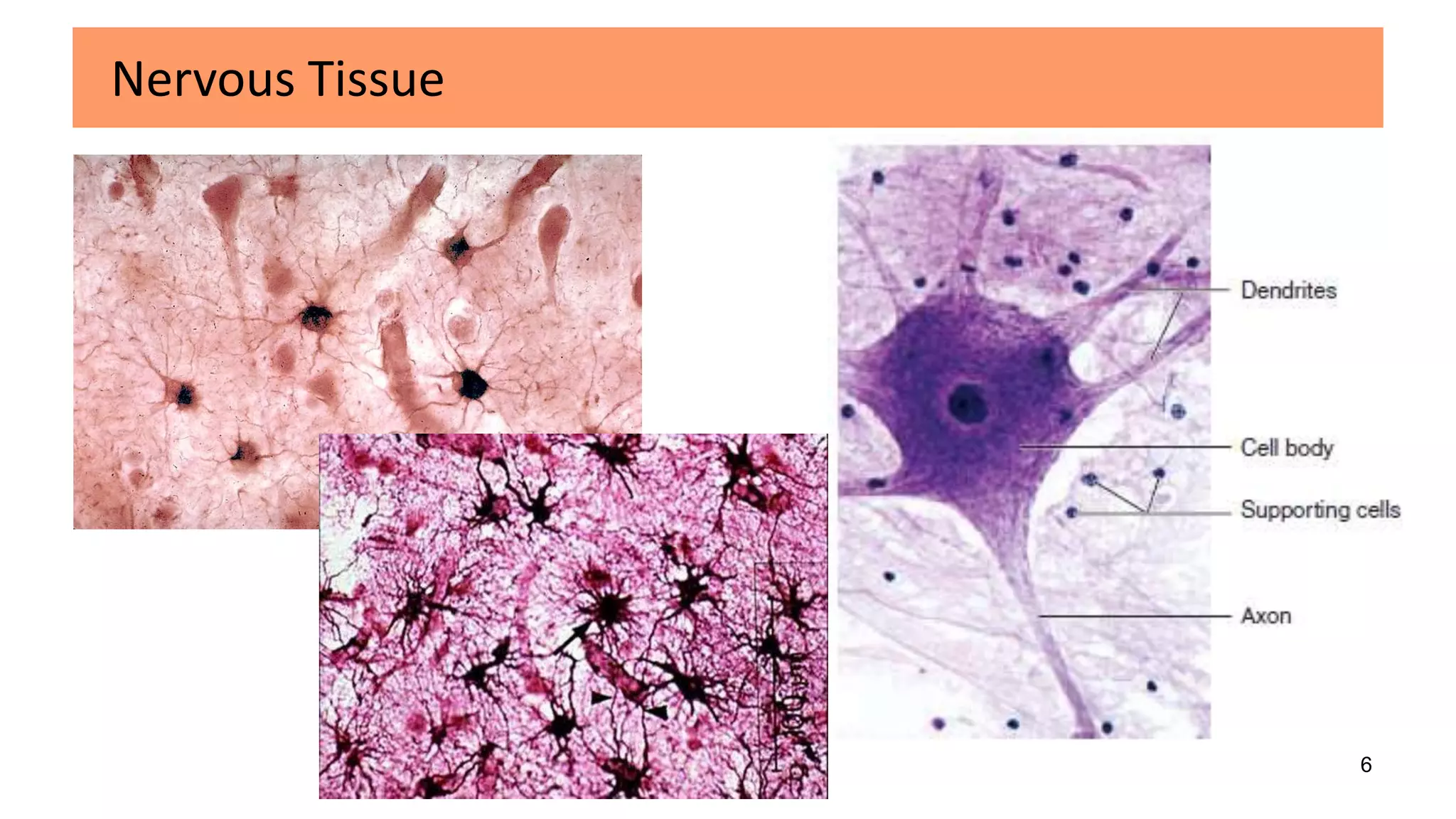 A&P Nervous Tissue PPT | PPTX