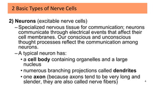 A&P Nervous Tissue PPT | PPTX