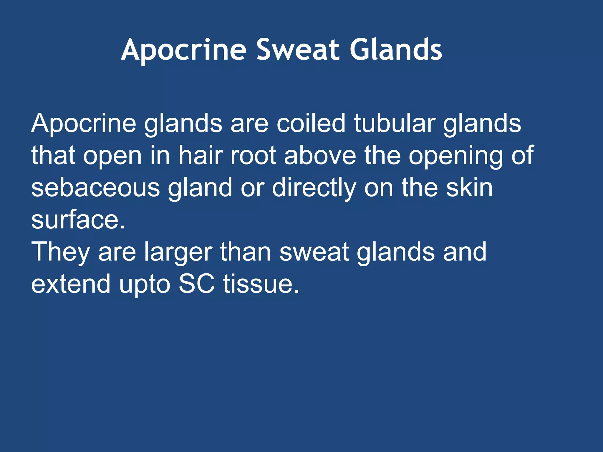 Apocrine and eccrine glands | PPTX