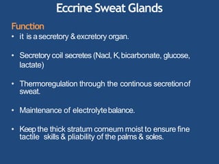 Apocrine and eccrine glands | PPTX