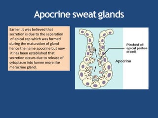 Apocrine and eccrine glands | PPTX