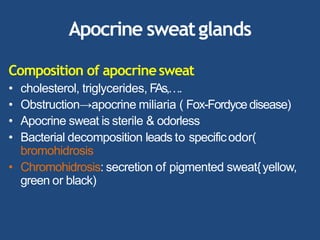 Apocrine and eccrine glands | PPTX | Skin and Dermatology | Diseases ...