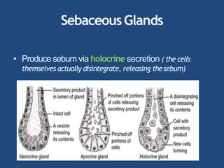 Apocrine and eccrine glands | PPTX