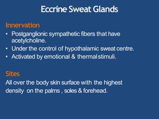 Apocrine and eccrine glands | PPTX