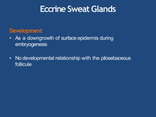 Apocrine and eccrine glands | PPTX