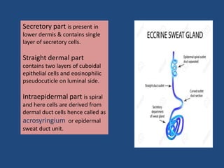 Apocrine Vs Eccrine Sweat Gland
