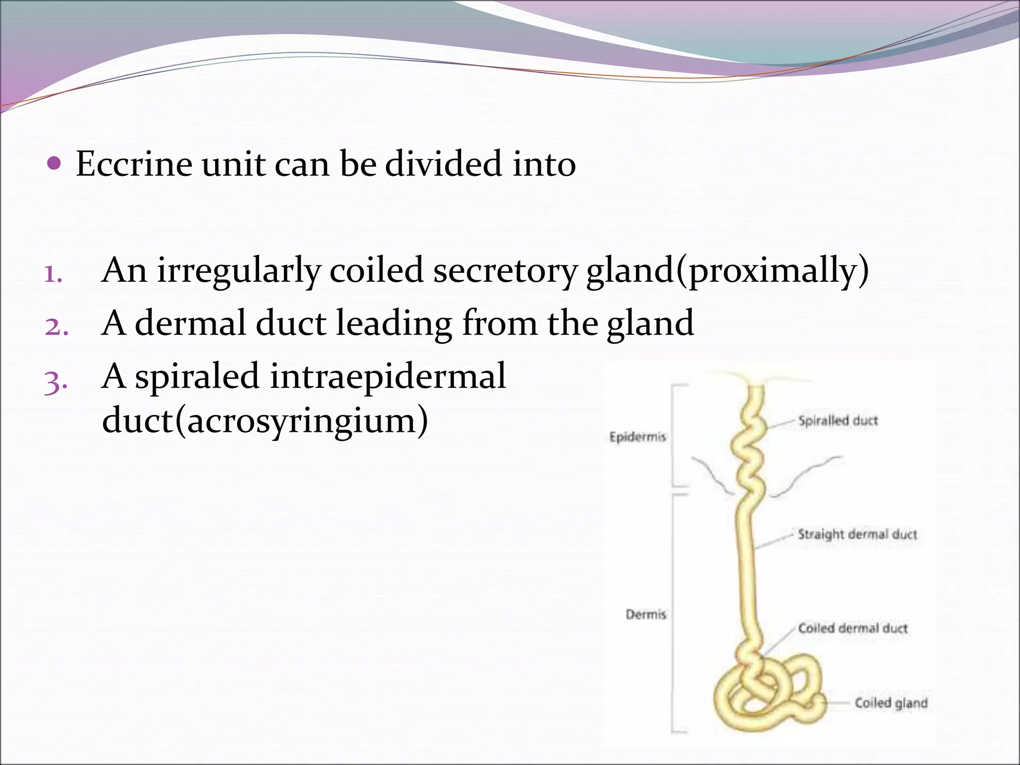 Apocrine and eccrine glands | PPT