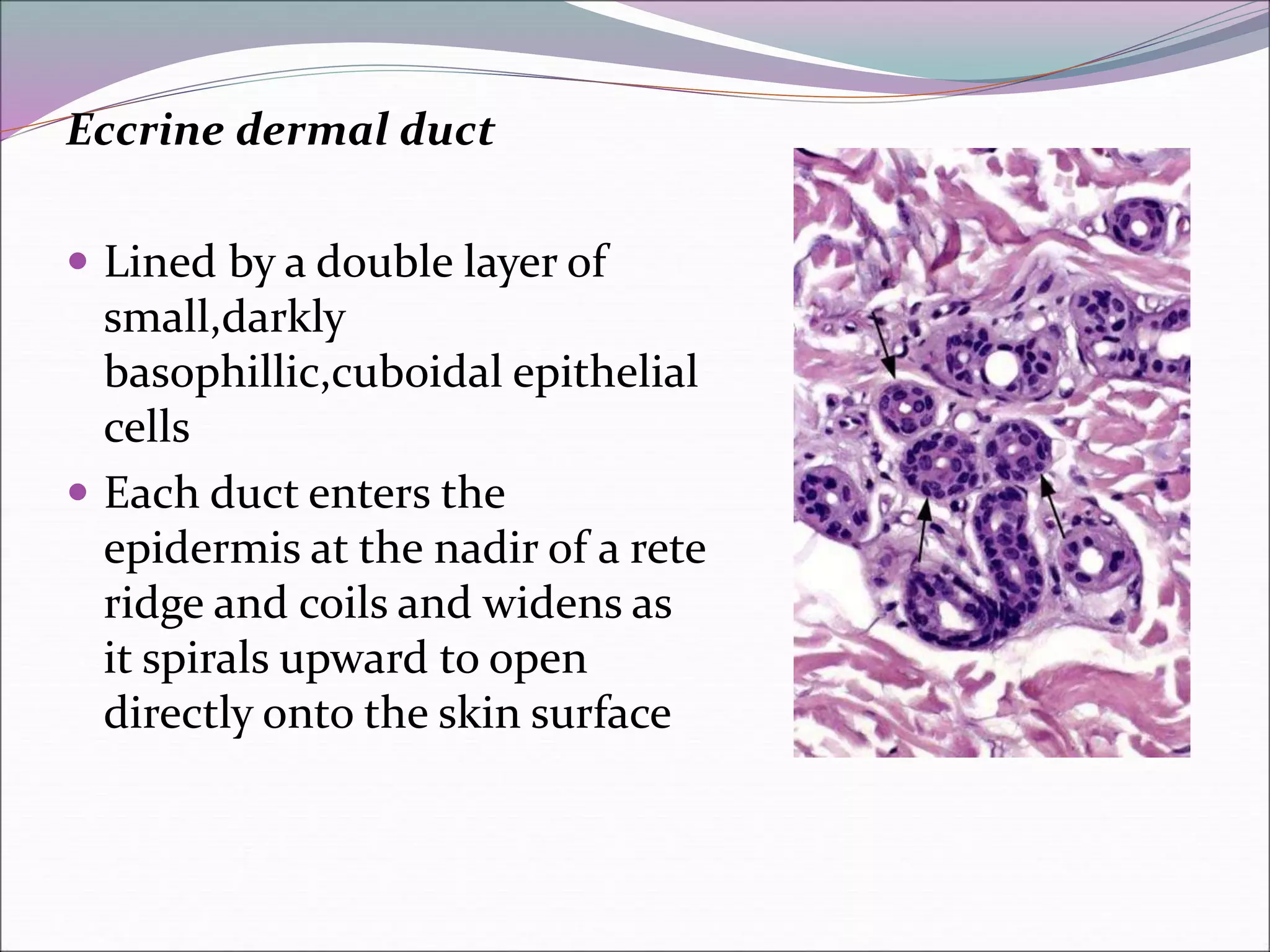 Apocrine and eccrine glands | PPT
