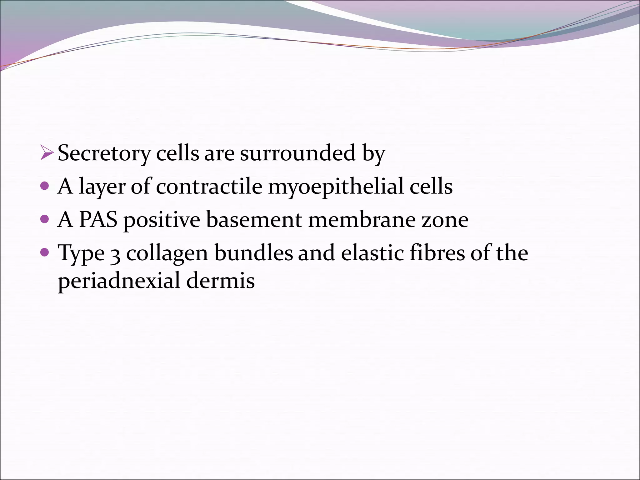 Apocrine and eccrine glands | PPT