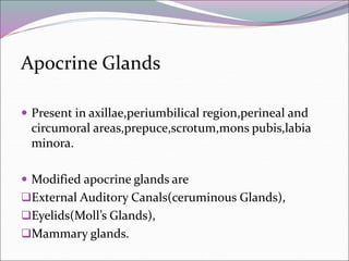 Apocrine and eccrine glands | PPT