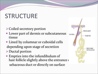 Apocrine and eccrine glands | PPT
