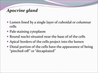 Apocrine and eccrine glands | PPT