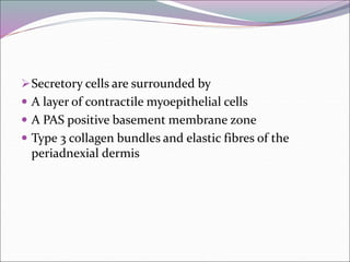 Apocrine and eccrine glands | PPT