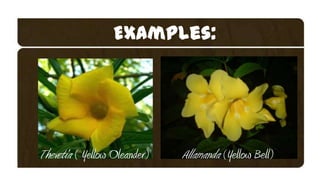 Apocynaceae | PPTX