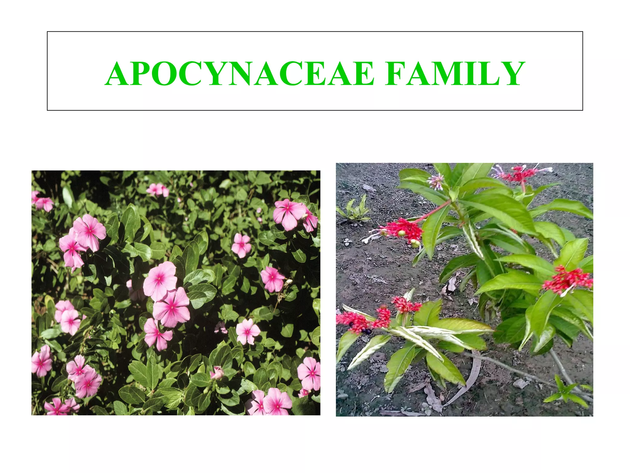 Apocynaceae | PPT