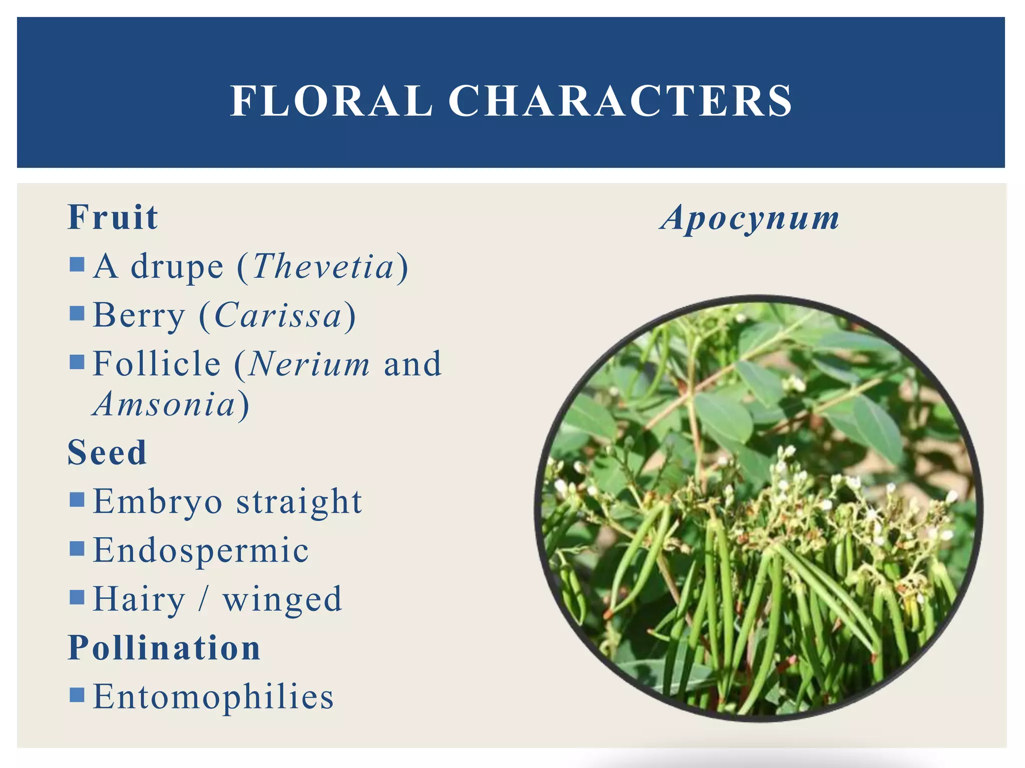 Apocynaceae | PPTX