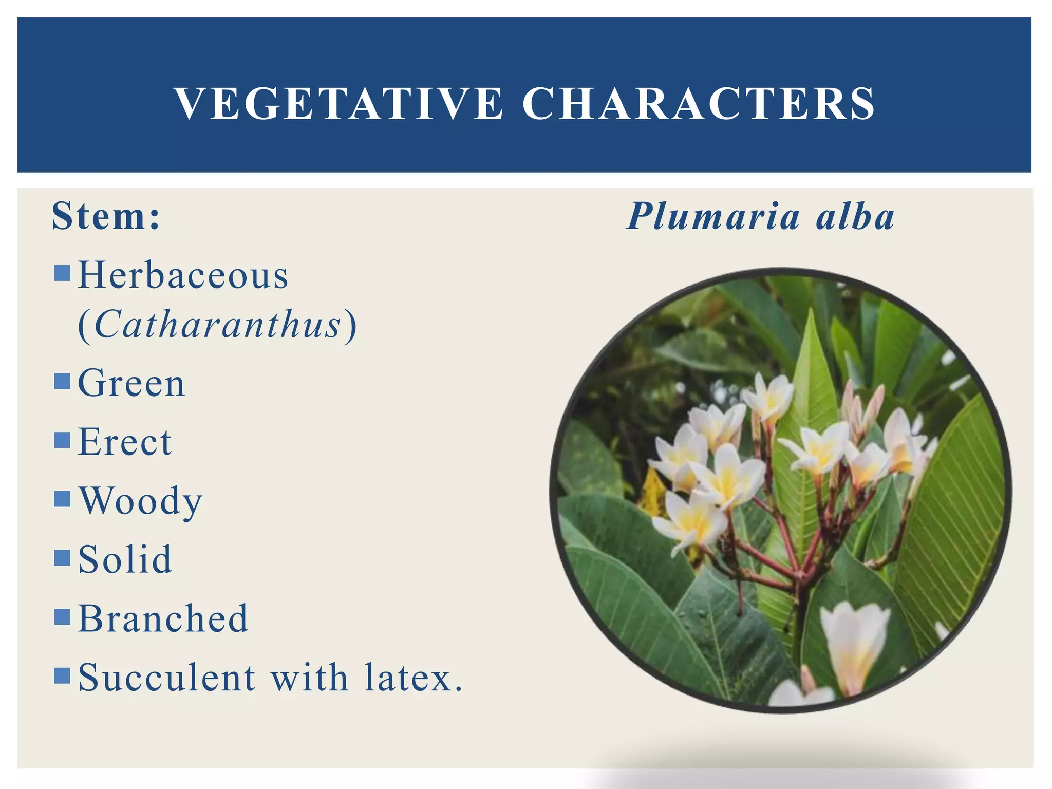 Apocynaceae | PPTX