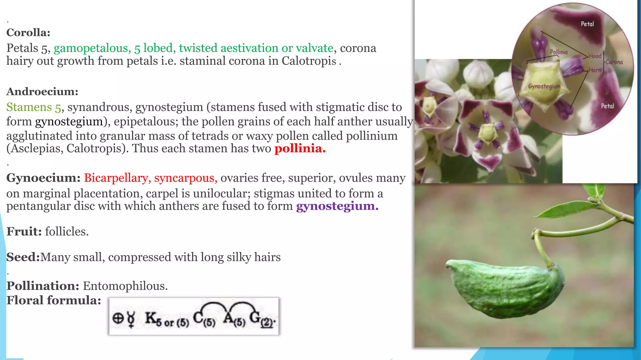 Apocynaceae family | PPTX