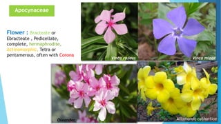 Apocynaceae family | PPTX