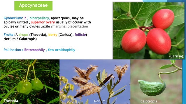 Apocynaceae family | PPTX