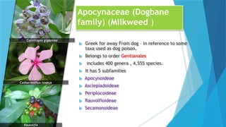 Apocynaceae family | PPTX