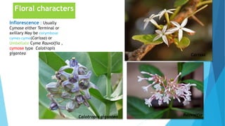 Apocynaceae family | PPTX
