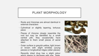 Apocynaceae.pptx | Herbs and Supplements | Alternative Medicine
