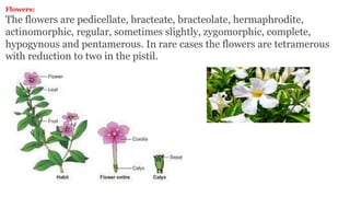 apocynaceaefamily-200928073659.pdf | Gardening | Home & Garden