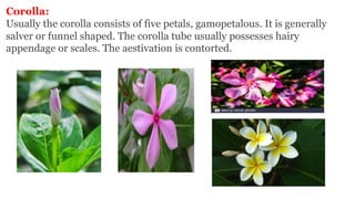 apocynaceaefamily-200928073659.pdf