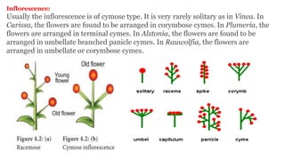 apocynaceaefamily-200928073659.pdf | Gardening | Home & Garden