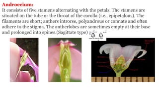 Apocynaceae family | PPTX