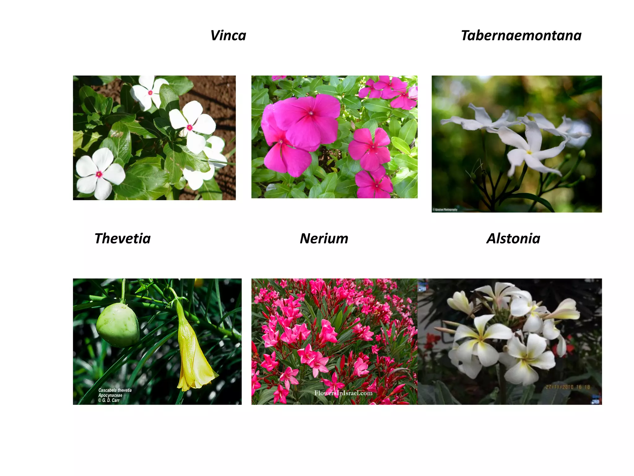 Taxonomy of Angiosperms: Family: Apocynaceae | PPT