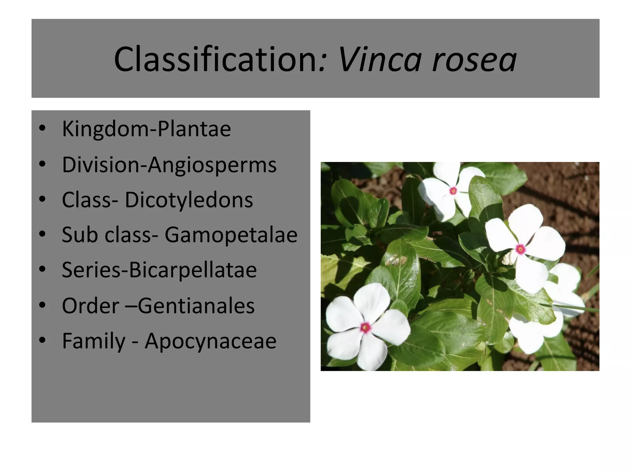 Taxonomy of Angiosperms: Family: Apocynaceae | PPT