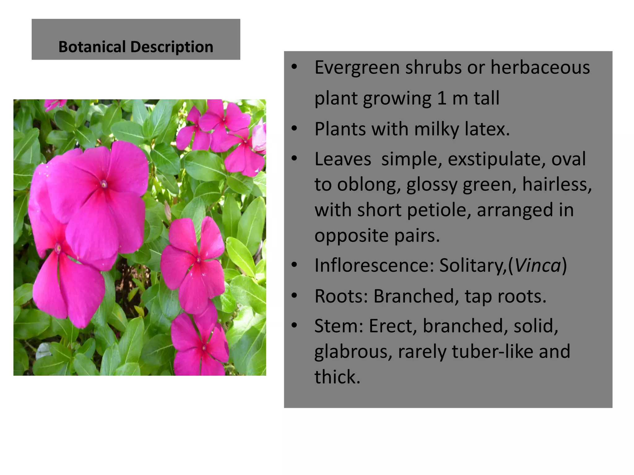 Taxonomy of Angiosperms: Family: Apocynaceae | PPT