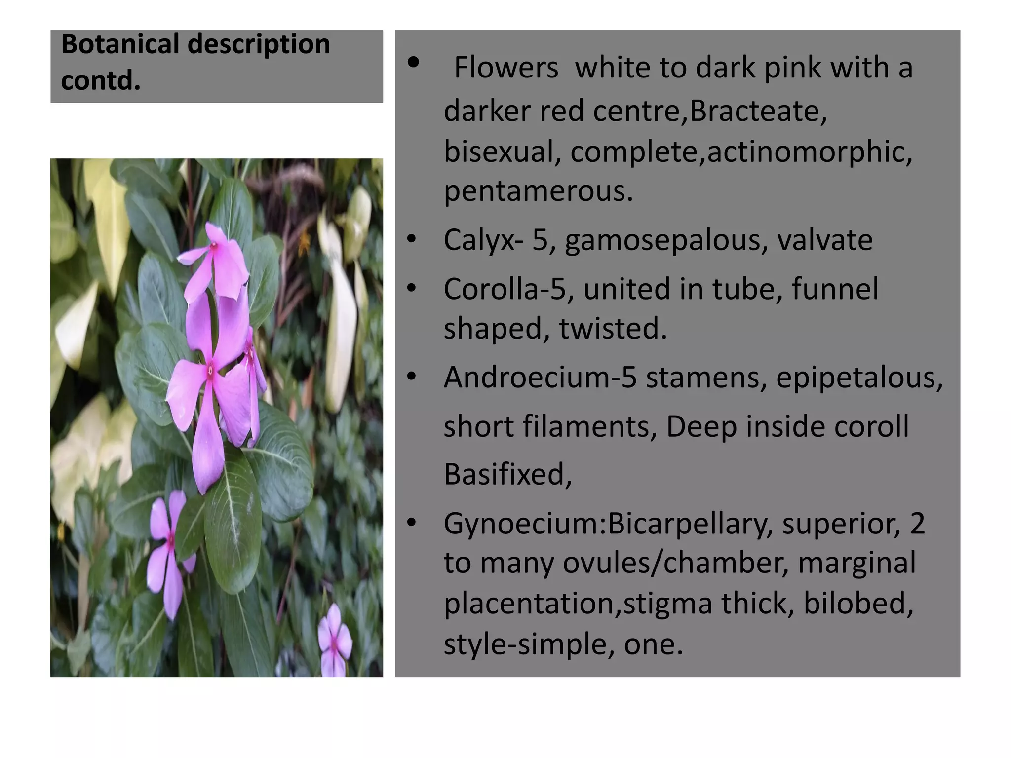 Taxonomy of Angiosperms: Family: Apocynaceae | PPT