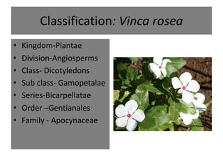 Taxonomy of Angiosperms: Family: Apocynaceae | PPT