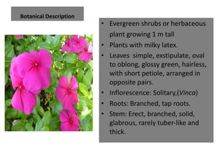 Taxonomy of Angiosperms: Family: Apocynaceae | PPT